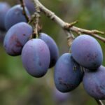 How to Make and Enjoy Damson Cheese - Picklishus